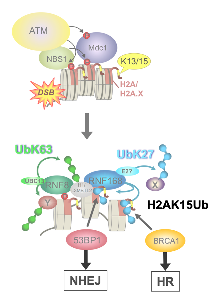 UZH - Institute of Molecular Cancer Research
